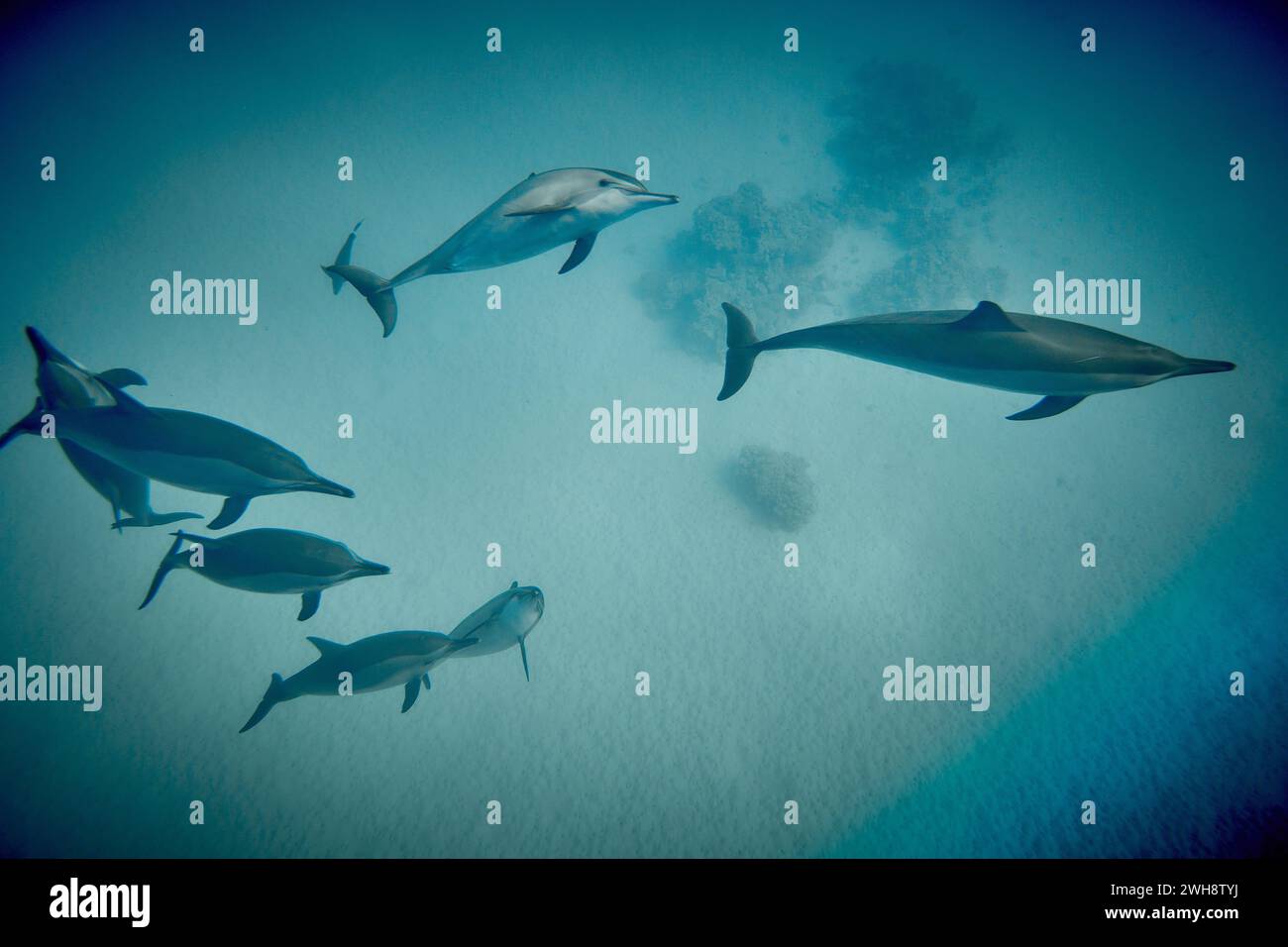 The beauty of the underwater world - beautiful fast and very ...