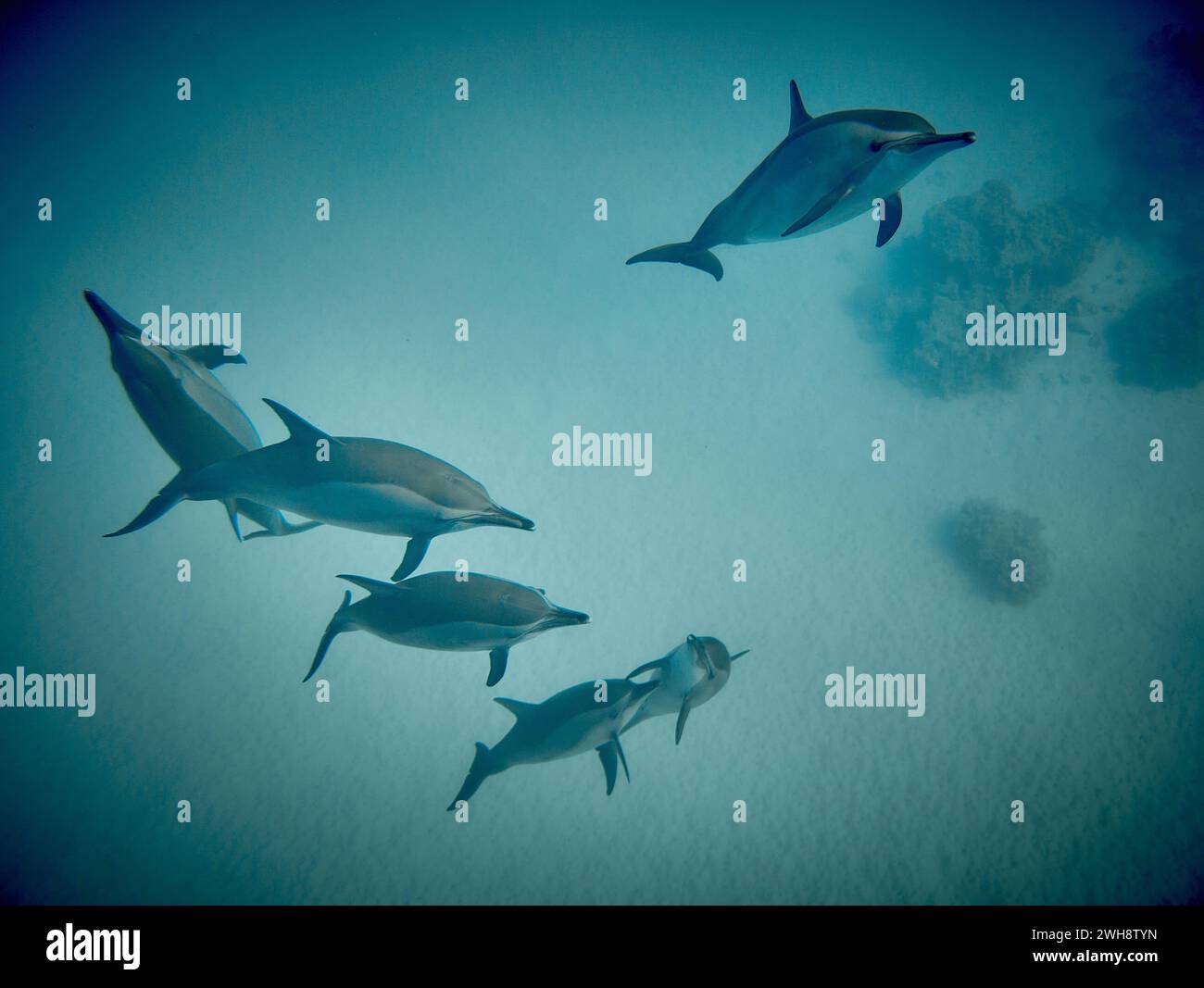 The beauty of the underwater world - beautiful fast and very ...