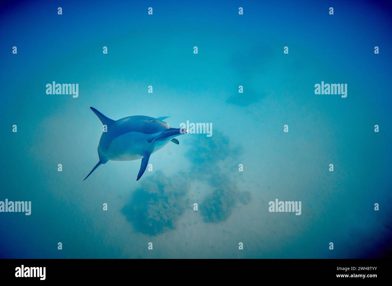 The beauty of the underwater world - beautiful fast and very ...