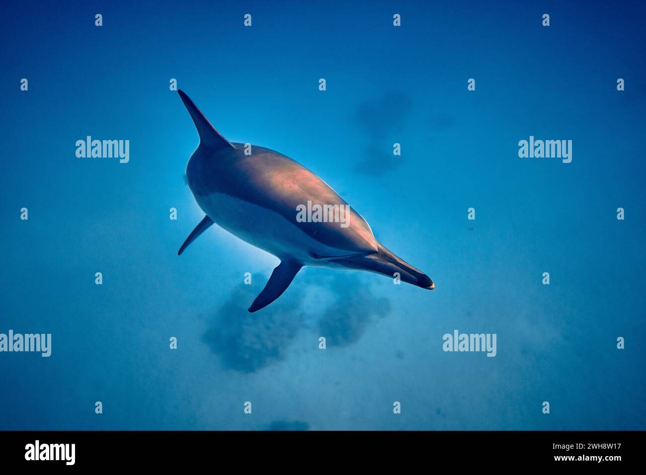 The beauty of the underwater world - beautiful fast and very ...