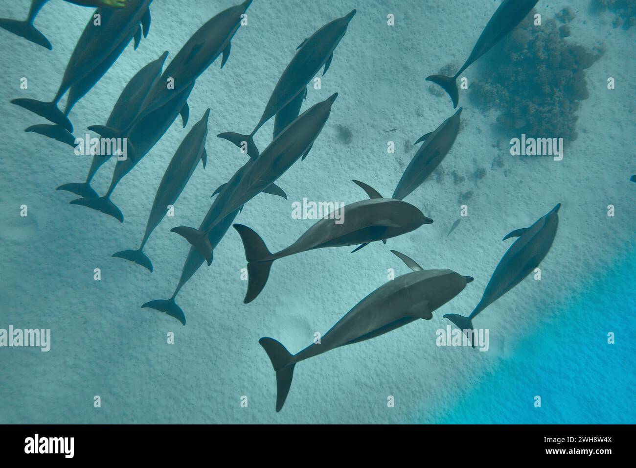 The beauty of the underwater world - beautiful fast and very ...