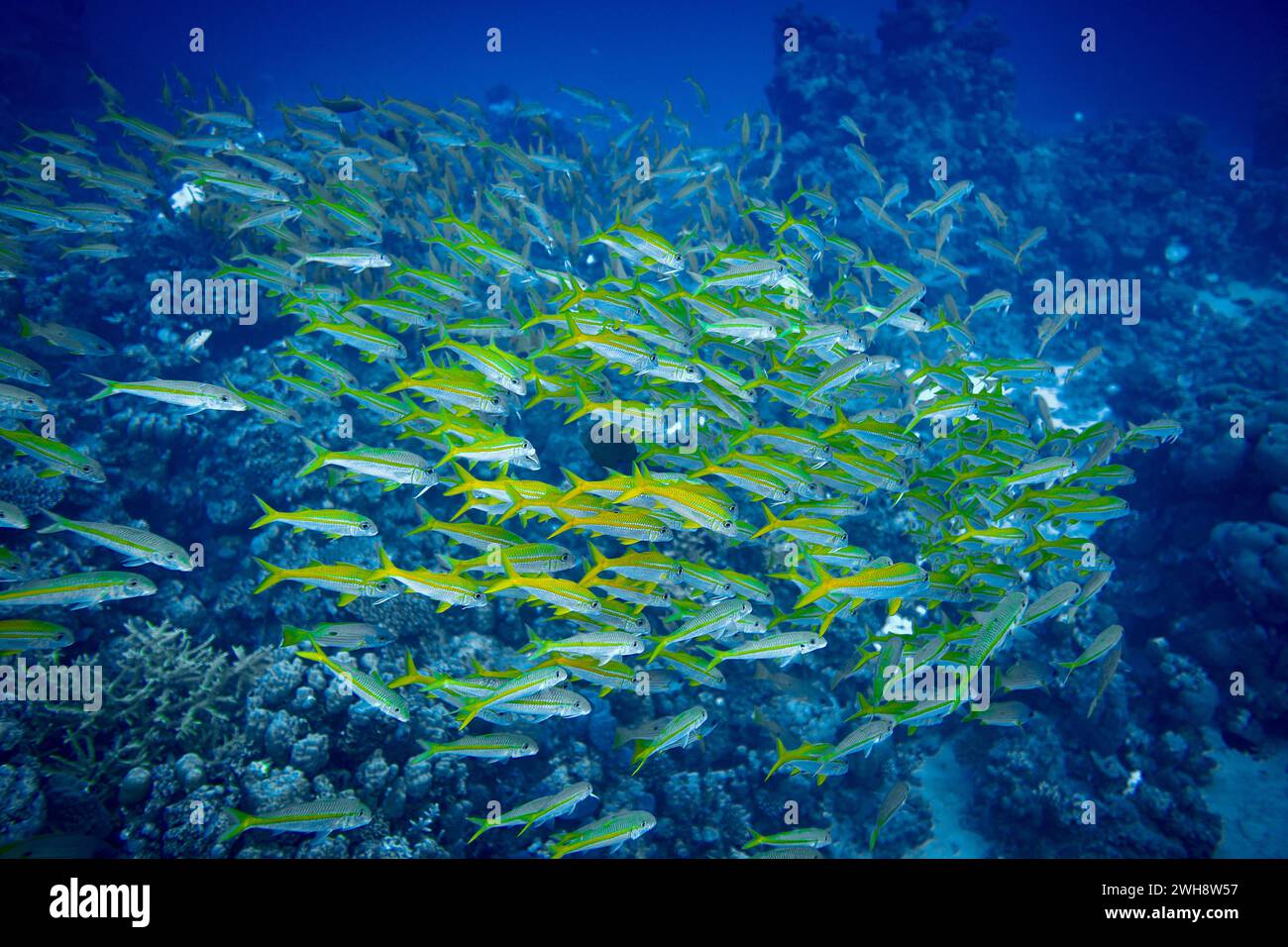 The beauty of the underwater world - big school of fish - The ...