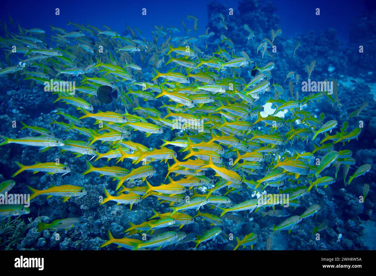 The beauty of the underwater world - The yellow tang (Zebrasoma ...