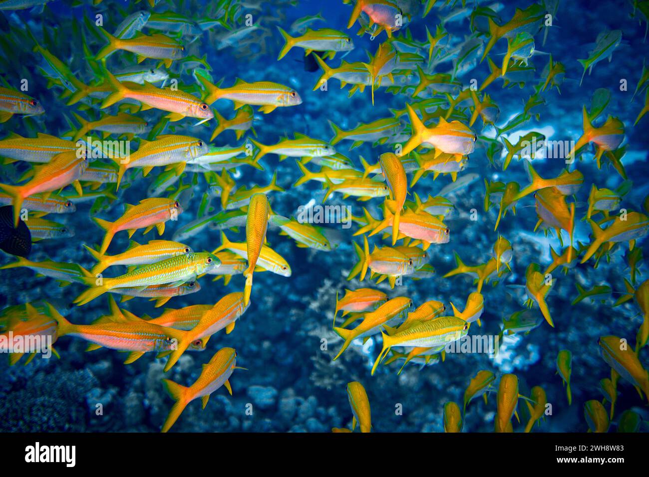 The beauty of the underwater world - big school of fish - The ...