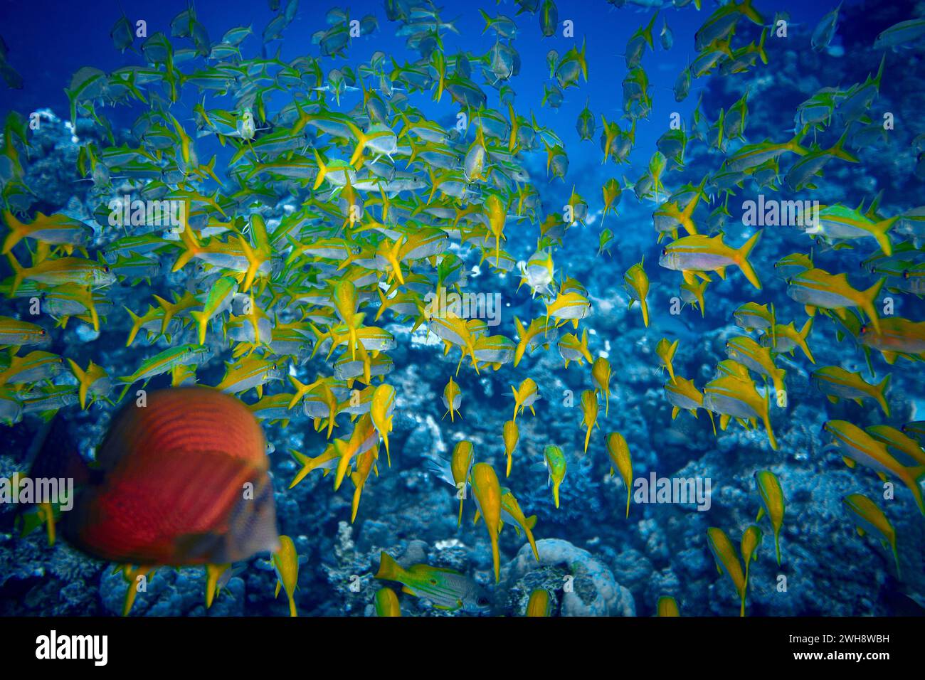 The beauty of the underwater world - big school of fish - The ...