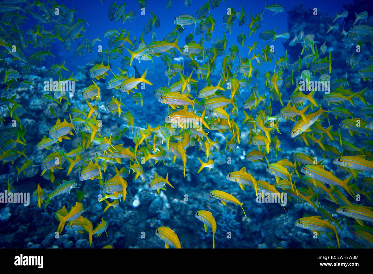 The beauty of the underwater world - big school of fish - The ...