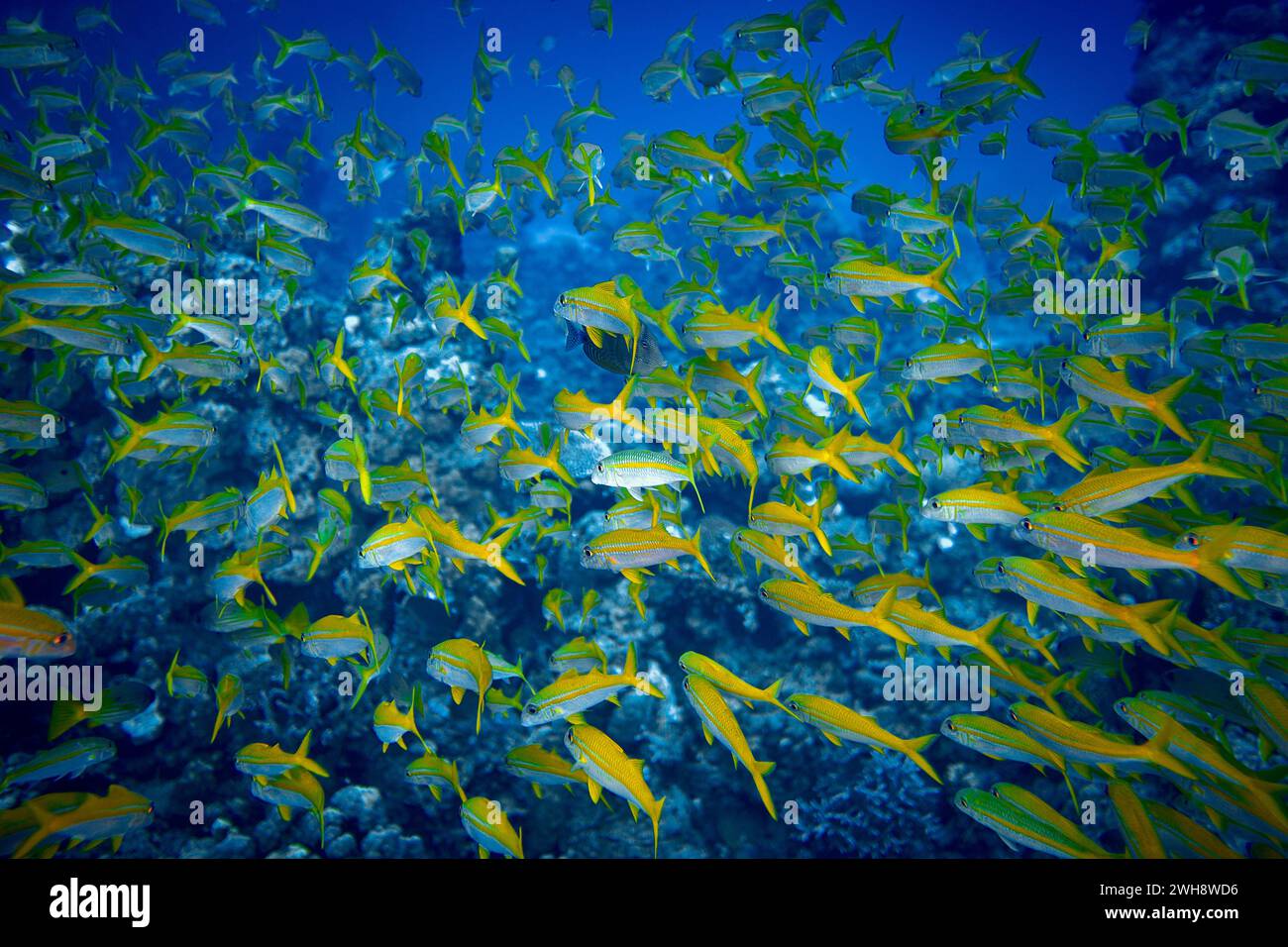 The beauty of the underwater world - big school of fish - The ...