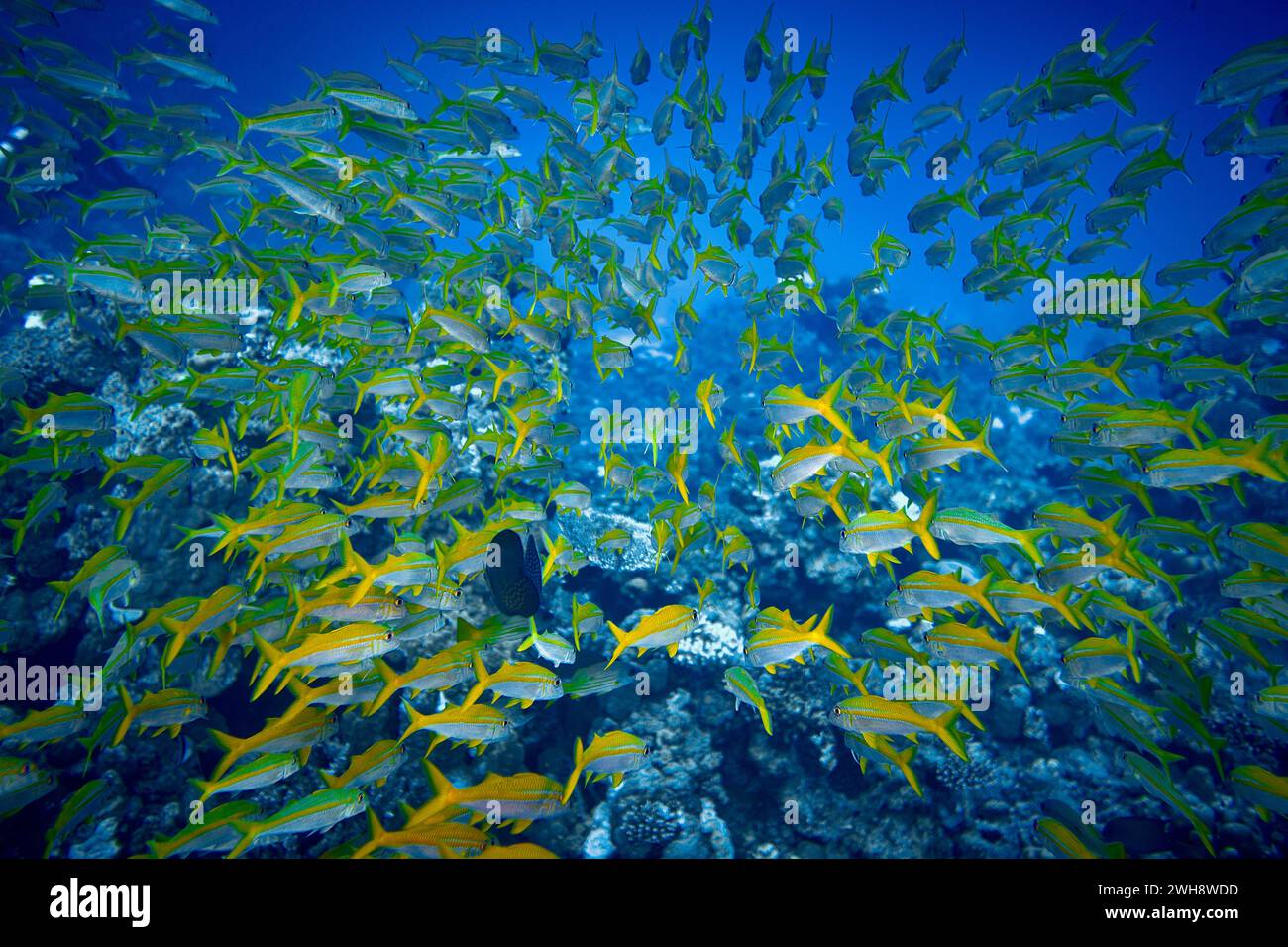 The beauty of the underwater world - big school of fish - The ...
