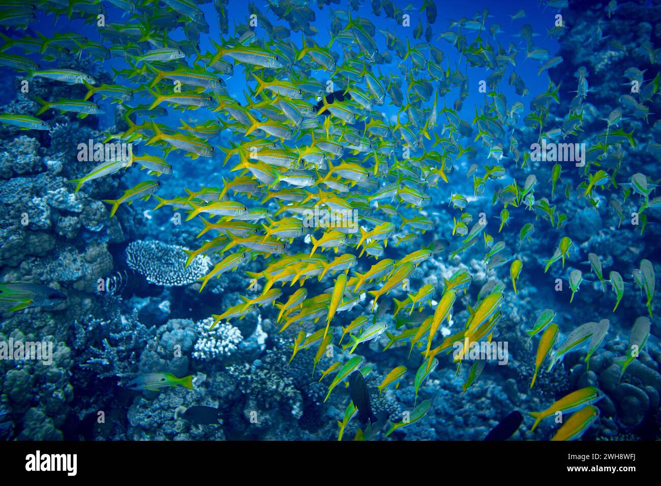 The beauty of the underwater world - big school of fish - The ...