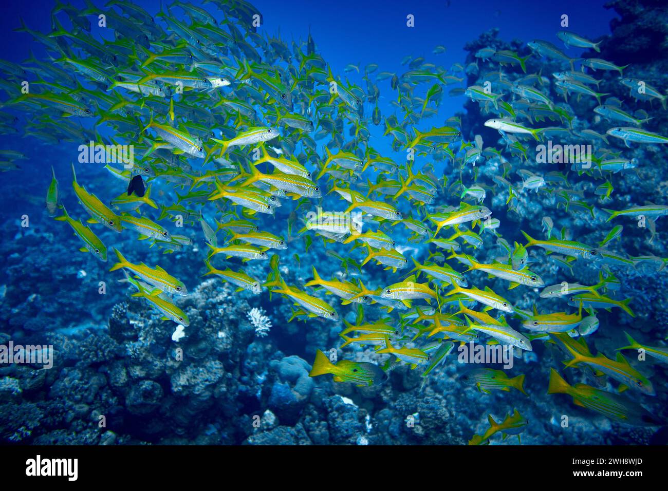 The beauty of the underwater world - big school of fish - The ...