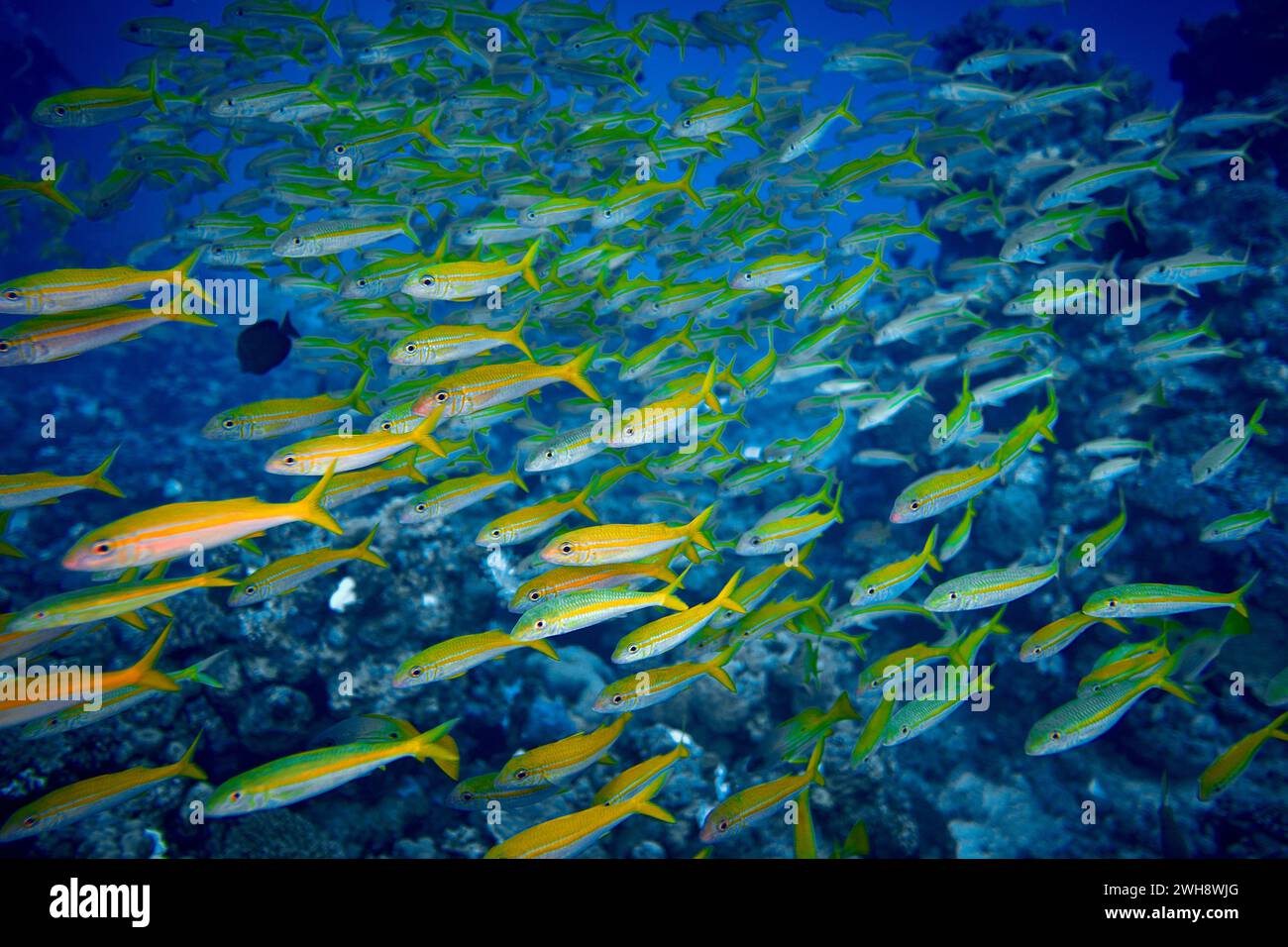 The beauty of the underwater world - big school of fish - The ...