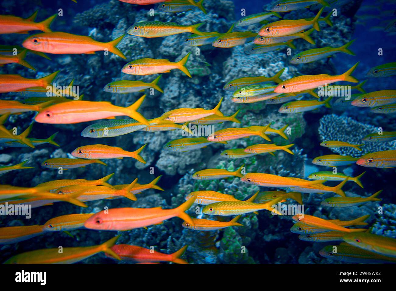 The goatfishes - fish of the family Mullidae, the only family in the ...