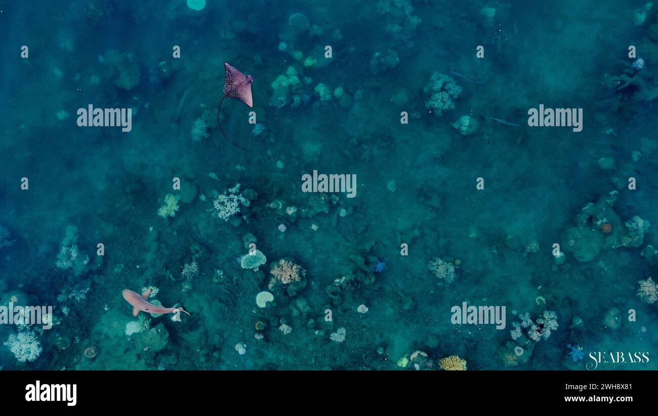 A vast school of fish gracefully glides through the crystal-clear ...