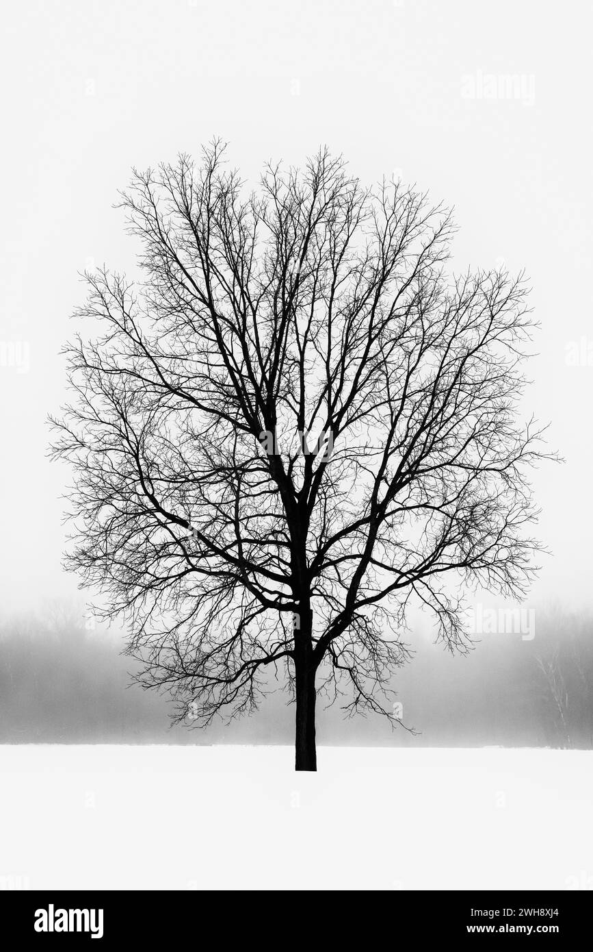 Maple tree branches in Black and White Stock Photos & Images - Alamy
