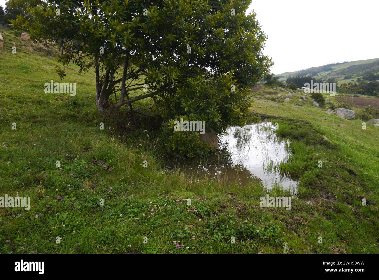 beautiful water source in boyacences forests Stock Photo - Alamy