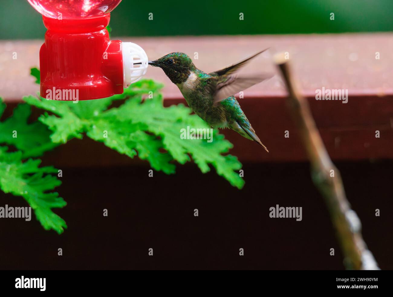 Ruby throated hummingbird eating flying hi-res stock photography and ...