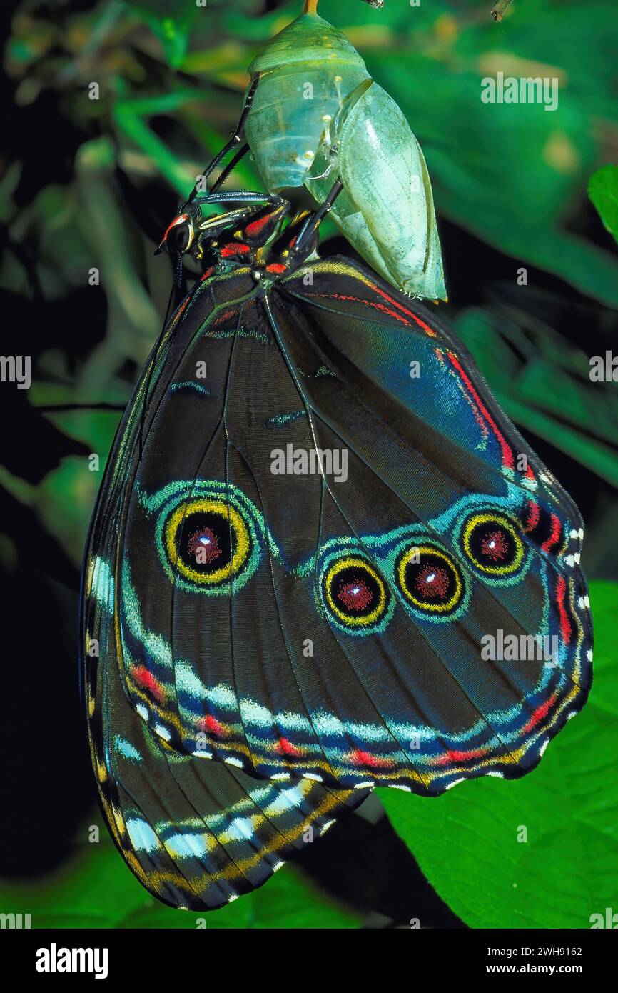 Blue morpho butterfly ecuador hi-res stock photography and images - Alamy