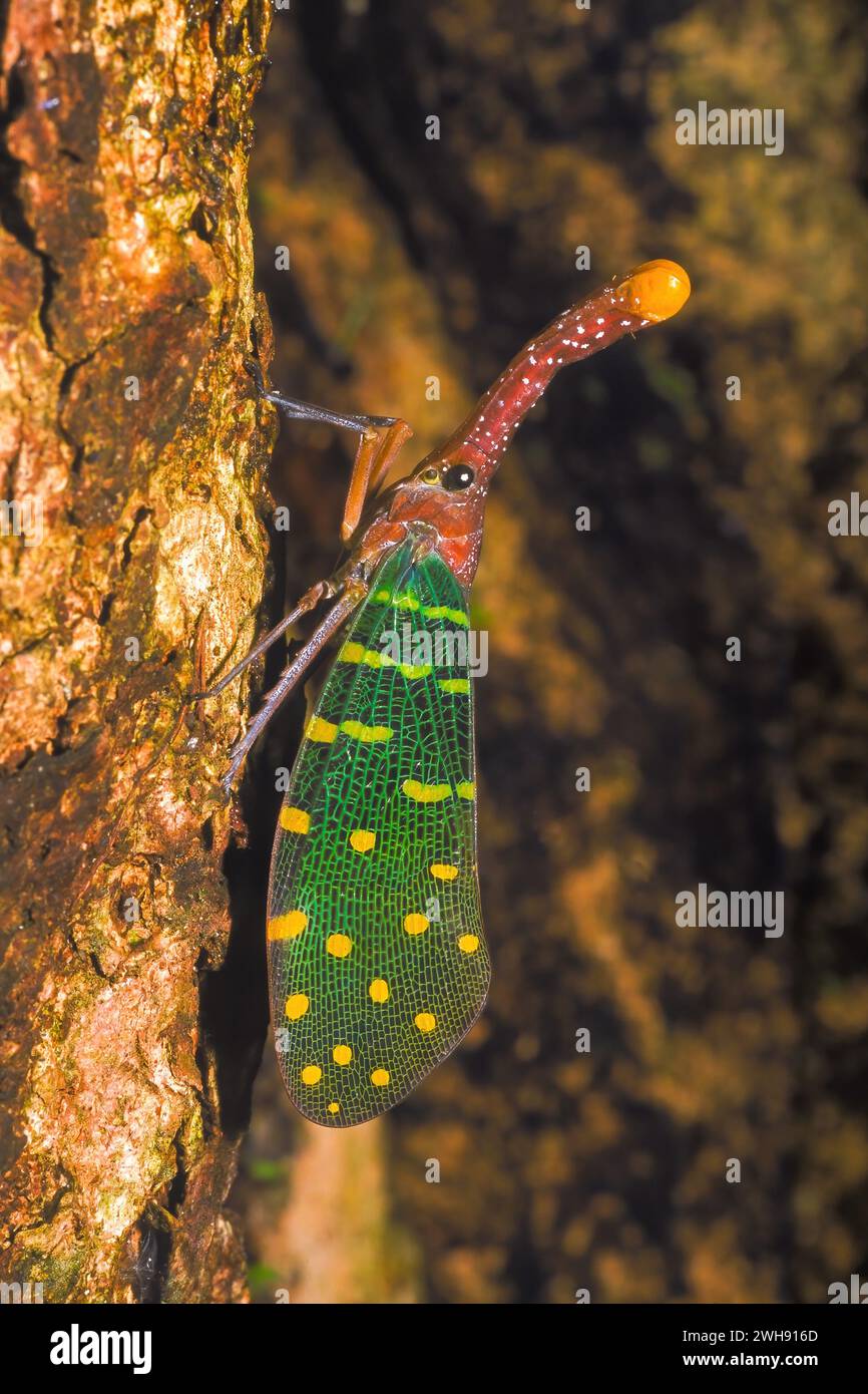 Lantern bug ( Pyrops intricatuson ) the side of a rainforest tree, Mulu ...