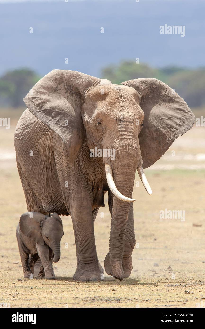 An African Elephant ( Loxodonta africana ) mother and her young calf ...