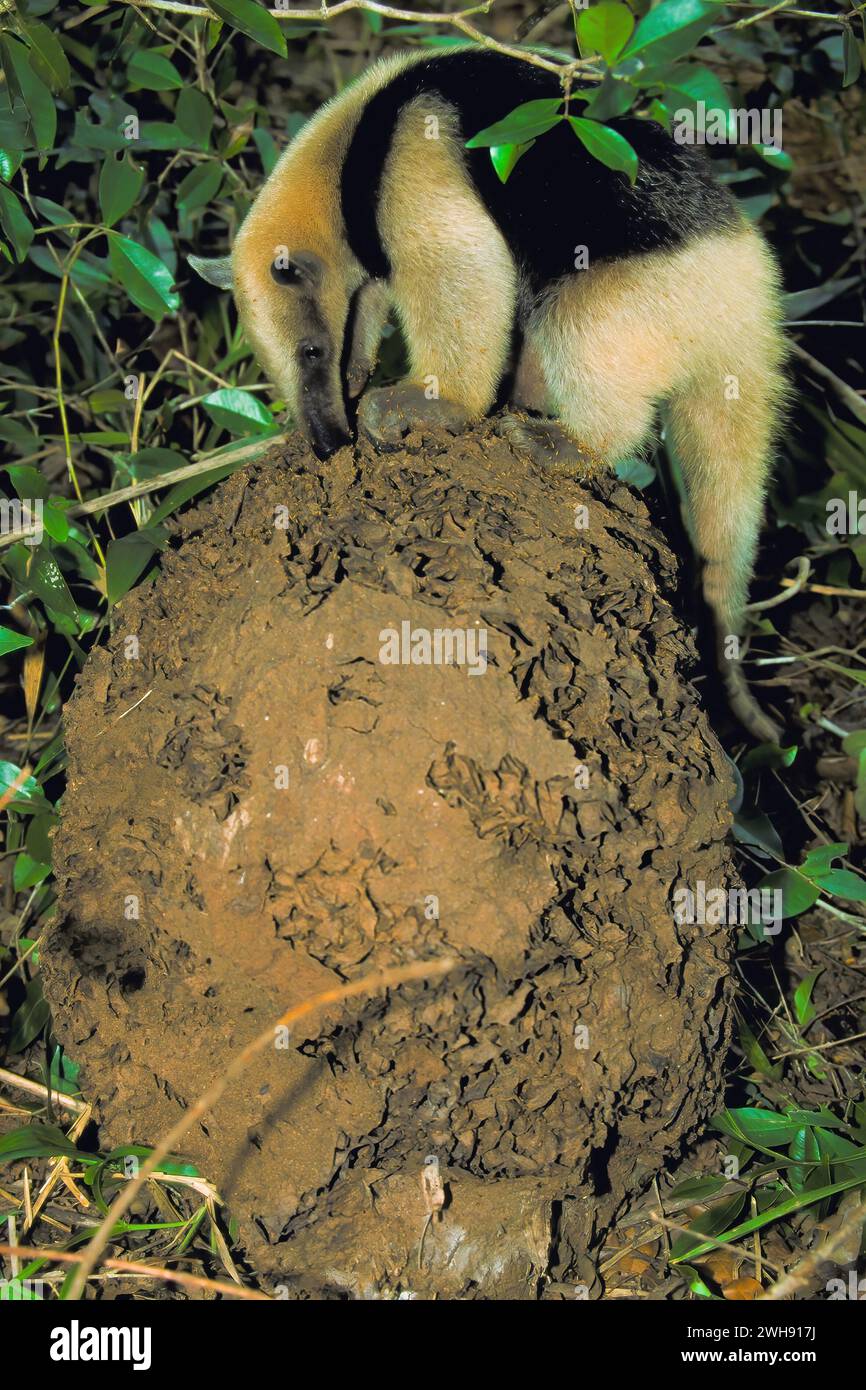 Northern Tamandua ( Tamandua mexicana ) also known as Lesser Anteater ...