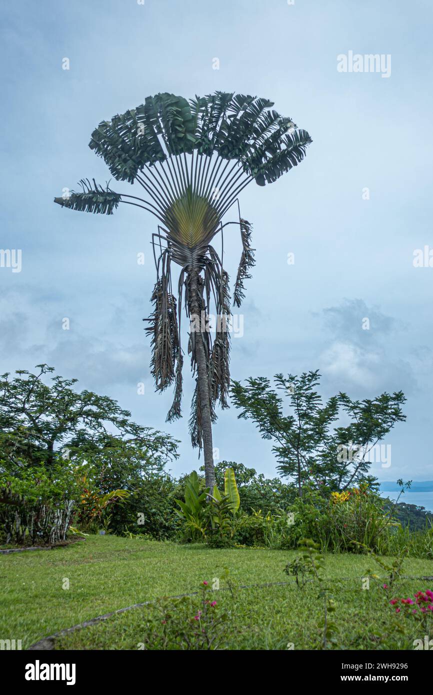 Costa Rica, Bijagual - July 22, 2023: Pura Vida garden. Traveler's palm ...