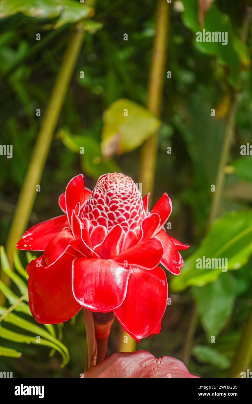 Costa Rica, Bijagual - July 22, 20.23: Pura Vida garden nature reserve ...