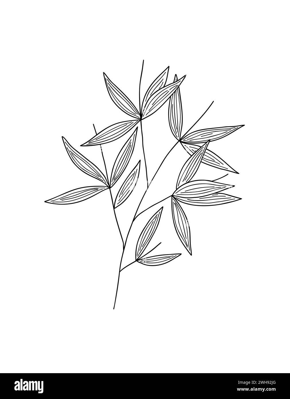 Bamboo leaves branch simple linear style vector outline illustration ...