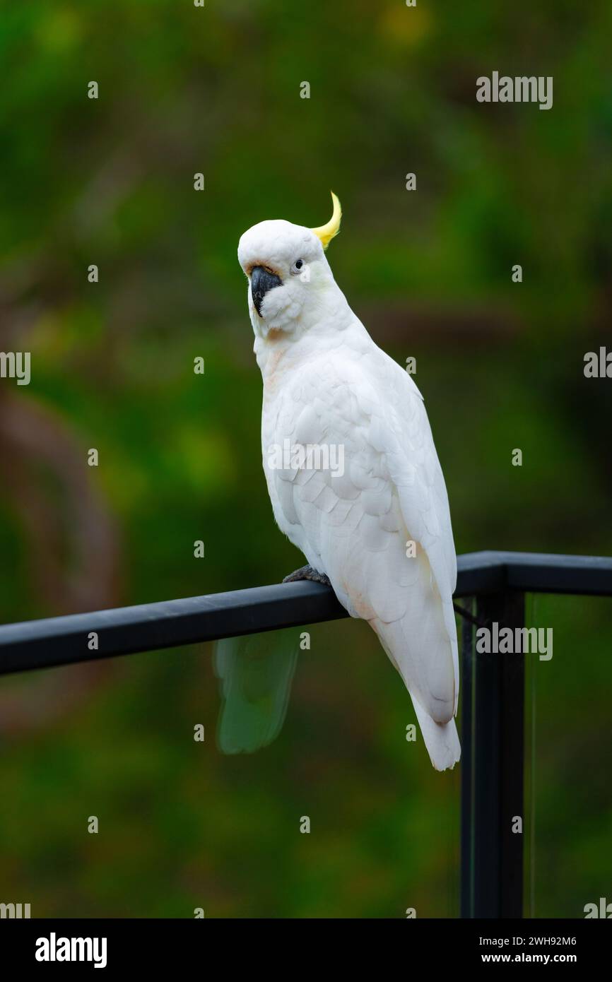 Cockatoo parrot sitting on a black hand rail in Australia. Sulphur ...
