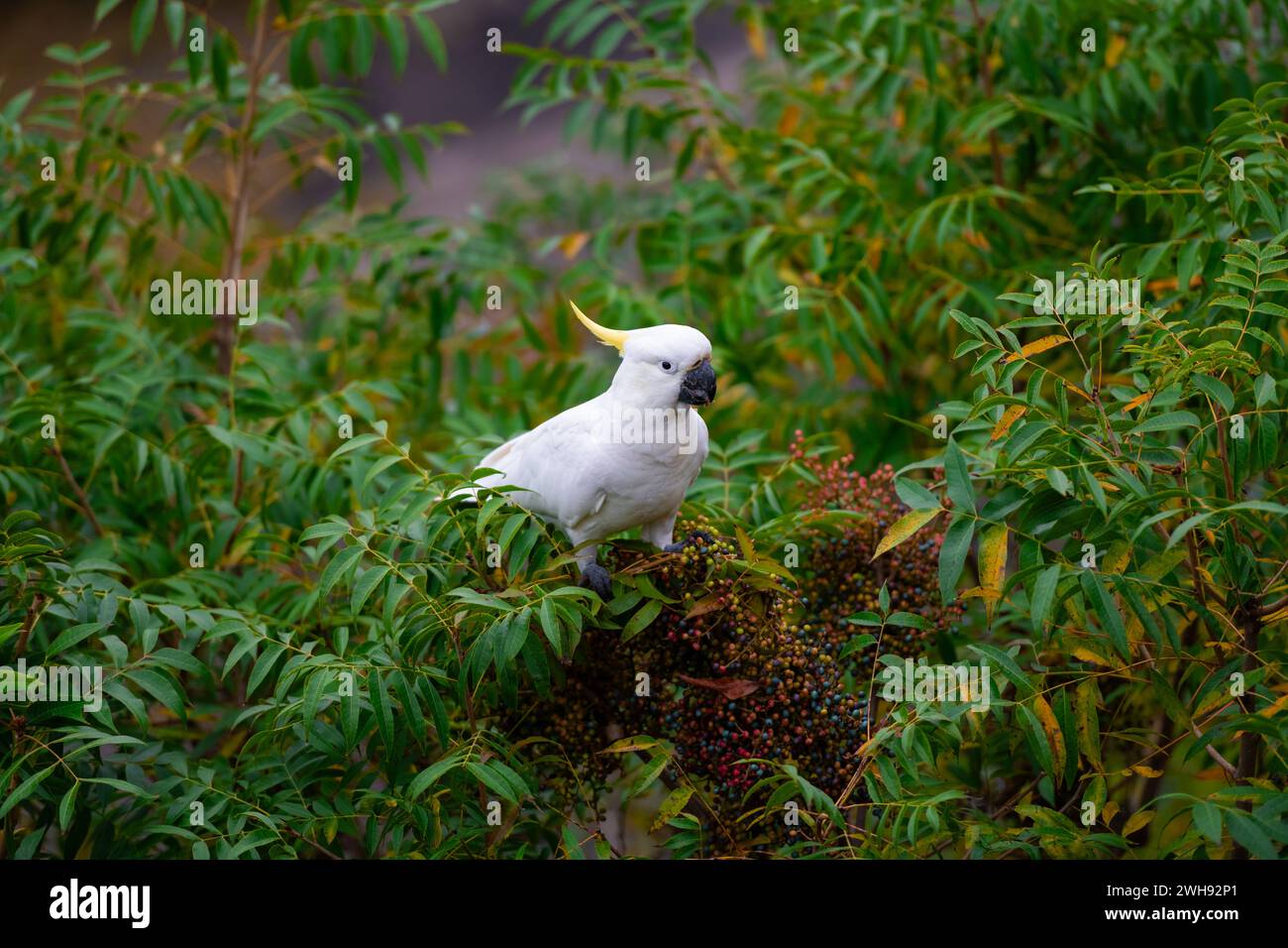 Cockatoo parrot sitting on a green tree branch in Australia. Sulphur ...