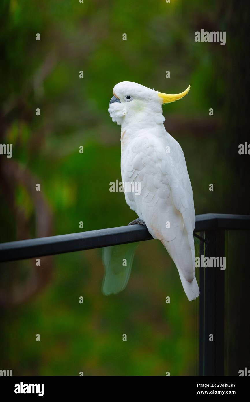 Cockatoo parrot sitting on a black hand rail in Australia. Sulphur ...
