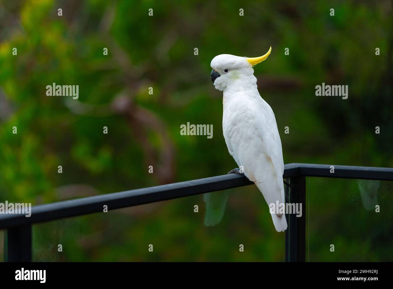 Cockatoo parrot sitting on a black hand rail in Australia. Sulphur ...