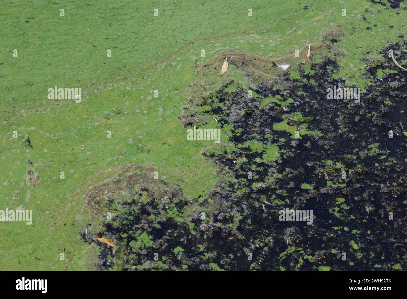 Eutrophication pollution blue-green algae Lough Neagh 2023. Toxic ...
