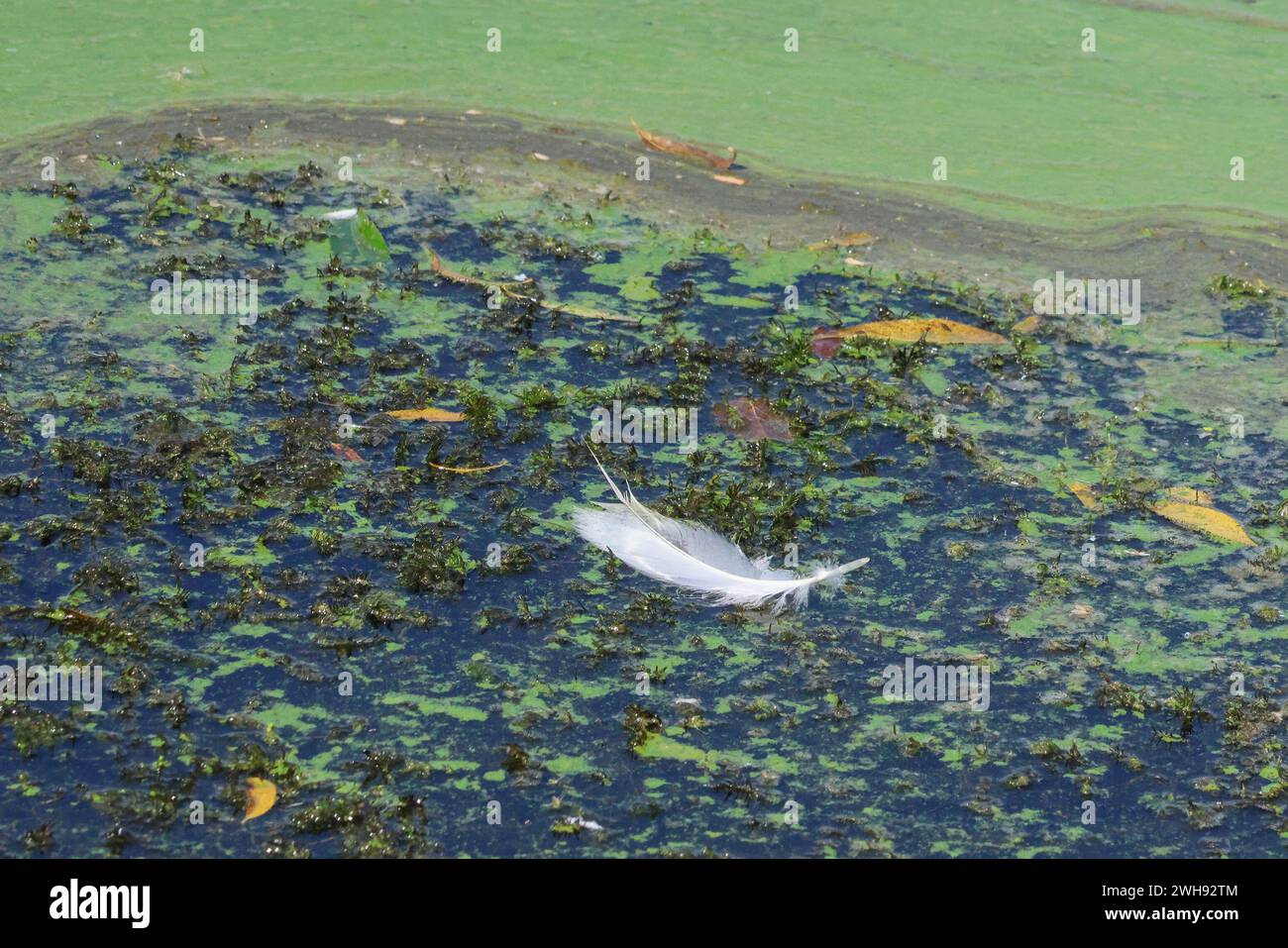 Eutrophication pollution blue-green algae Lough Neagh 2023. Toxic ...