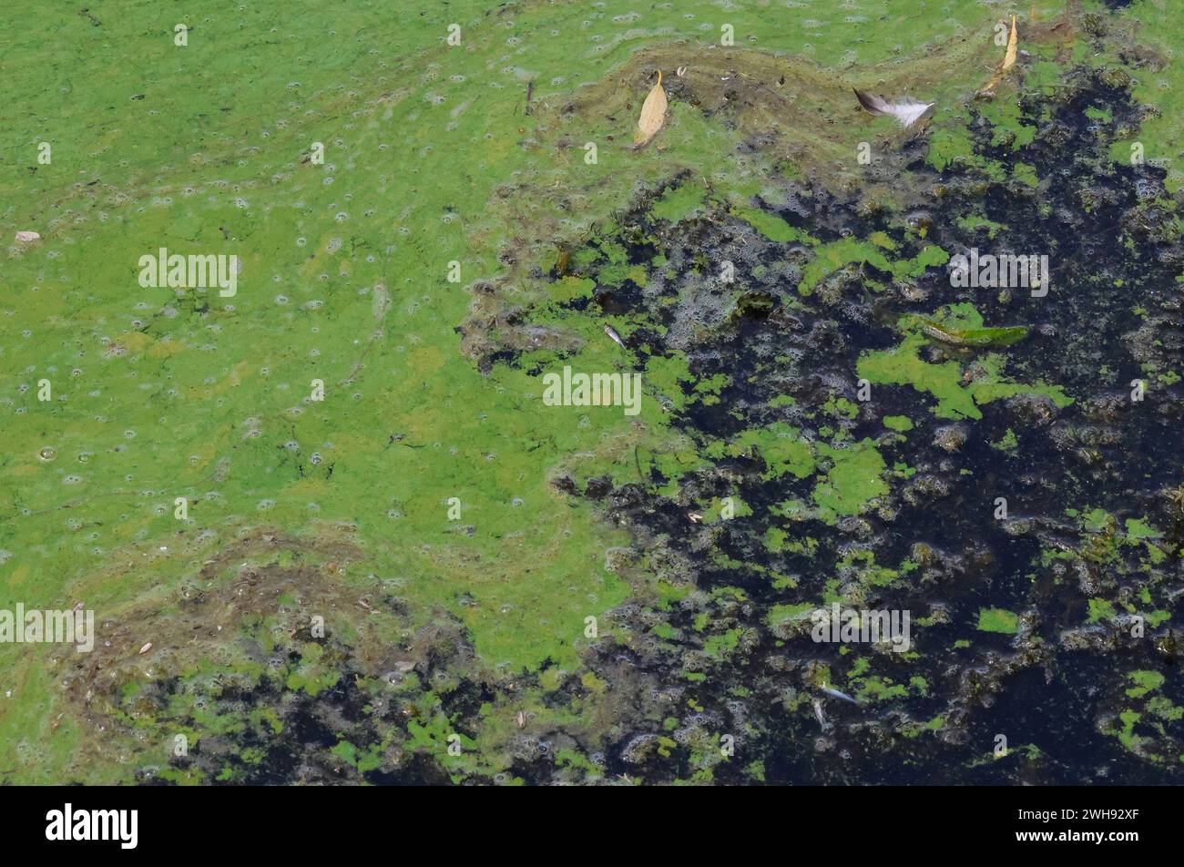 Eutrophication pollution blue-green algae Lough Neagh 2023. Toxic ...