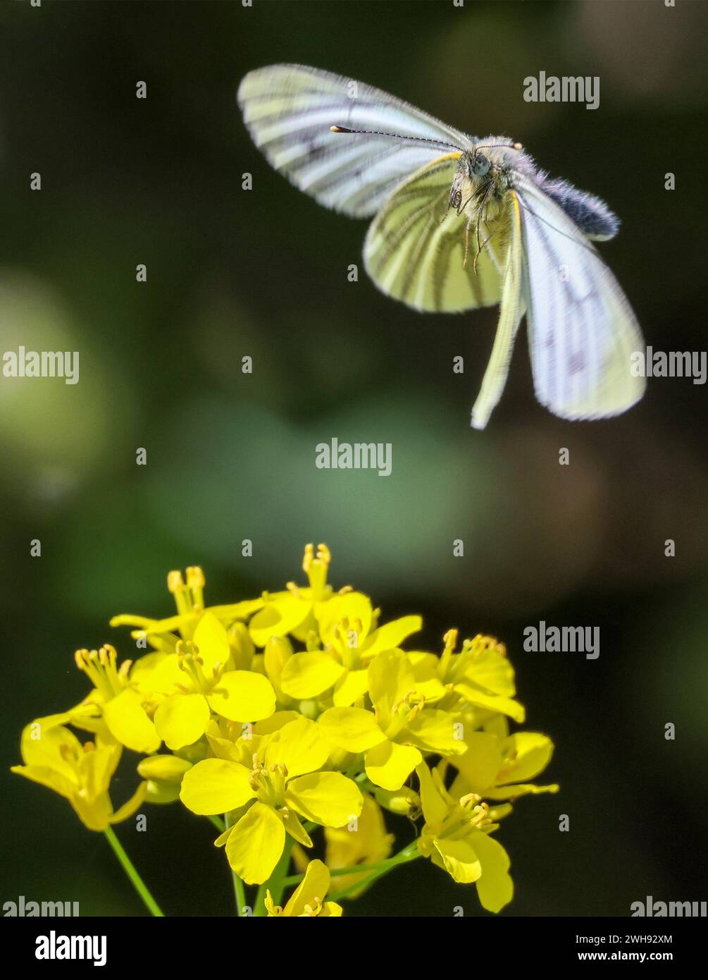 UK Pieris napi in flight, green-veined butterfly in flight flying near ...