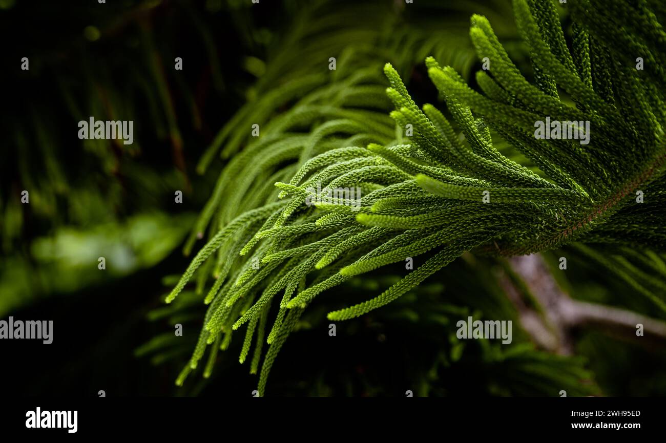 Beautiful fir hi-res stock photography and images - Alamy