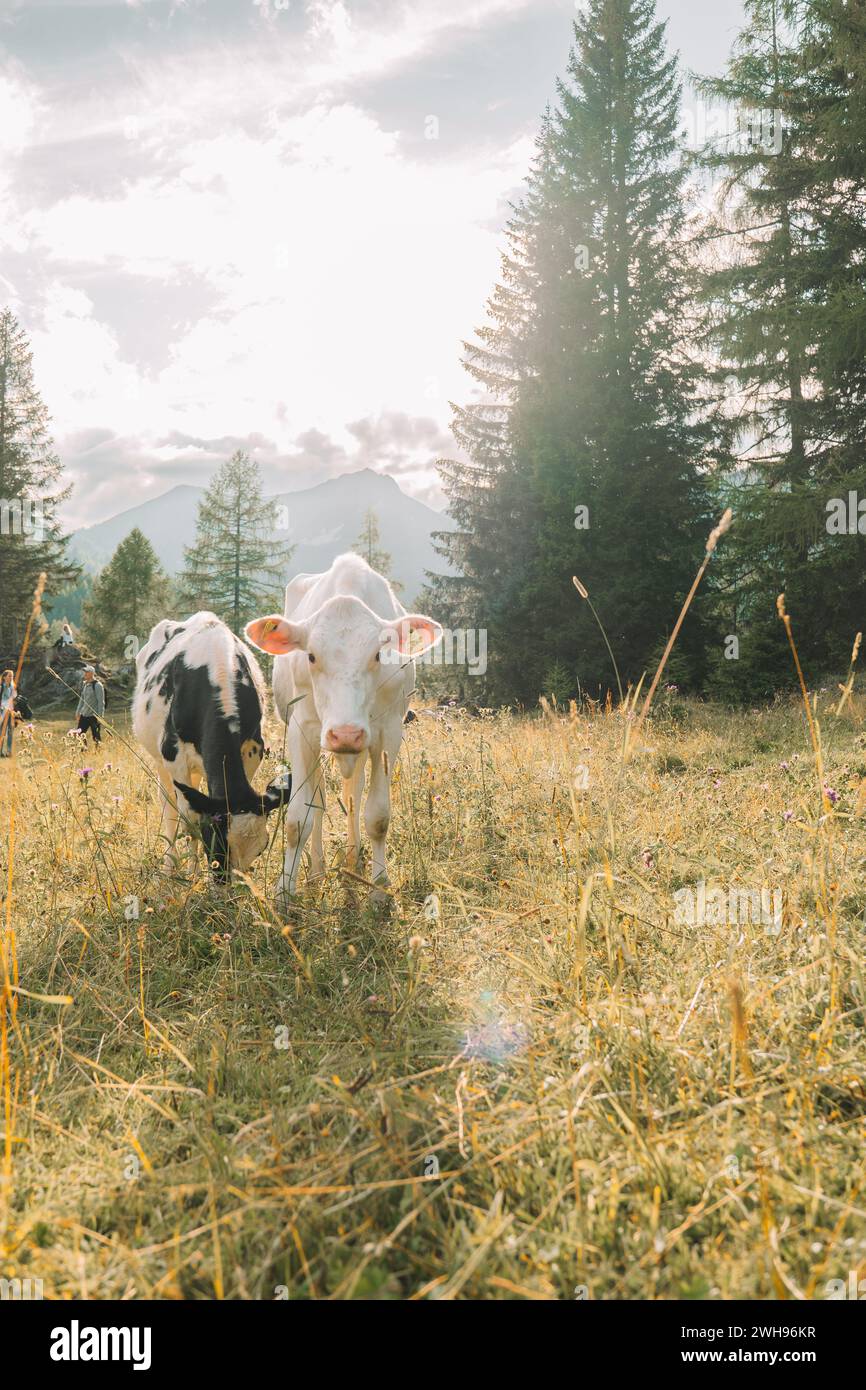 Holstein Friesian Cattle Calves graze on a meadow.Calves graze on a ...