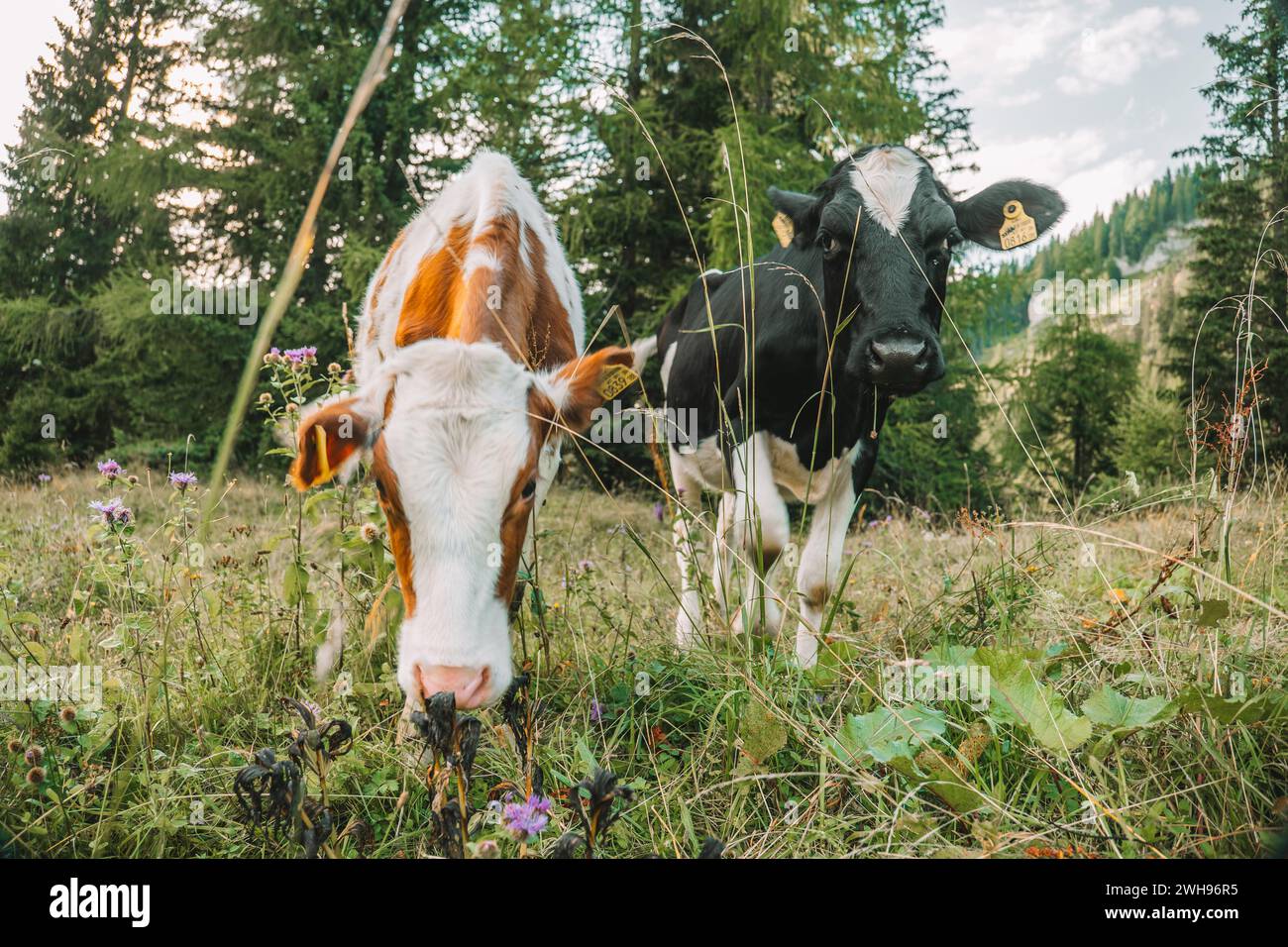 Calves eat grass hi-res stock photography and images - Alamy