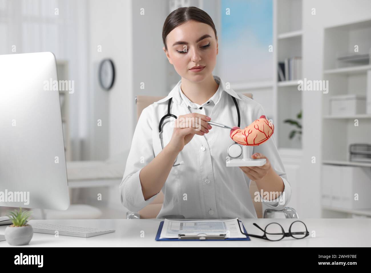 Gastroenterologist showing human stomach model at table in clinic Stock ...
