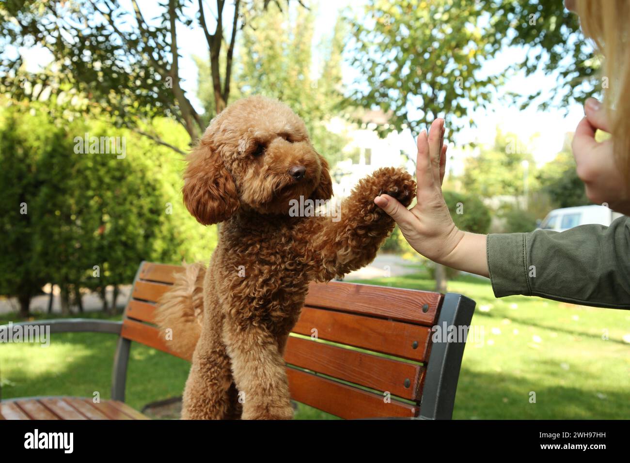 Cute dog giving high five to woman in park, closeup Stock Photo - Alamy