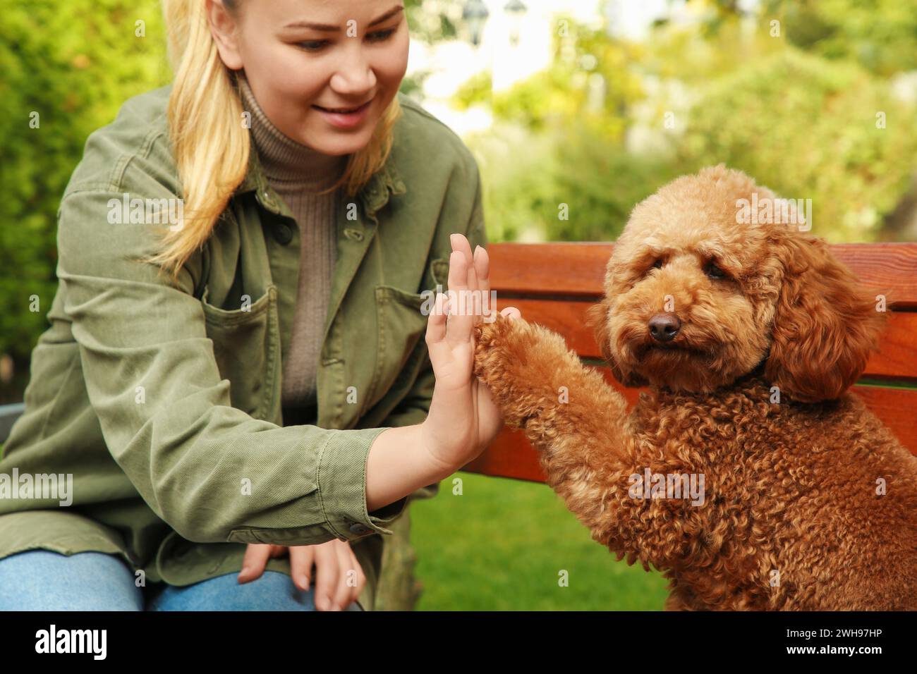 Cute dog giving high five to woman in park Stock Photo - Alamy