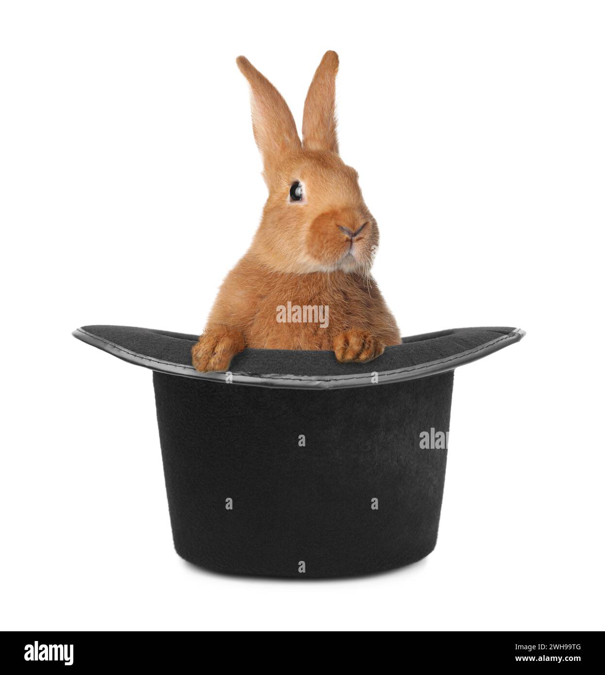 Cute rabbit in top hat on white background. Magician trick Stock Photo ...