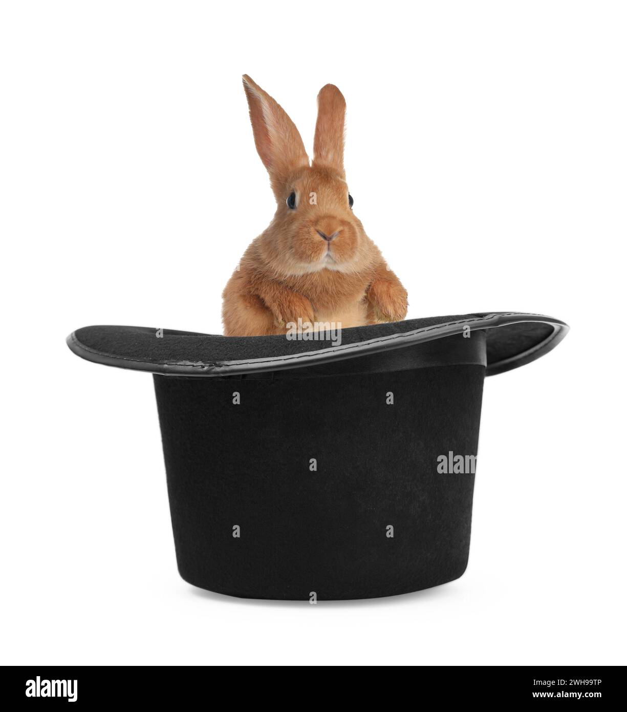 Cute rabbit in top hat on white background. Magician trick Stock Photo ...