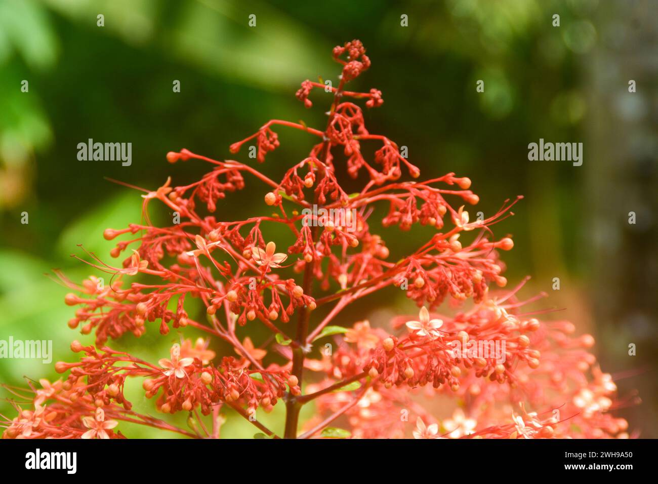Pagoda flower hi-res stock photography and images - Alamy