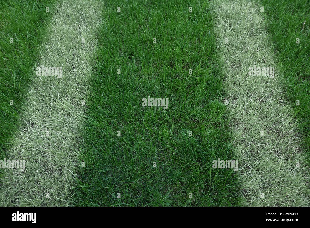 Top view stripe grass soccer hi-res stock photography and images - Alamy