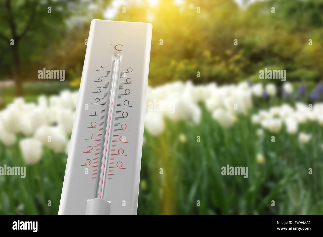 Thermometer and beautiful white tulips outdoors. Temperature in spring ...