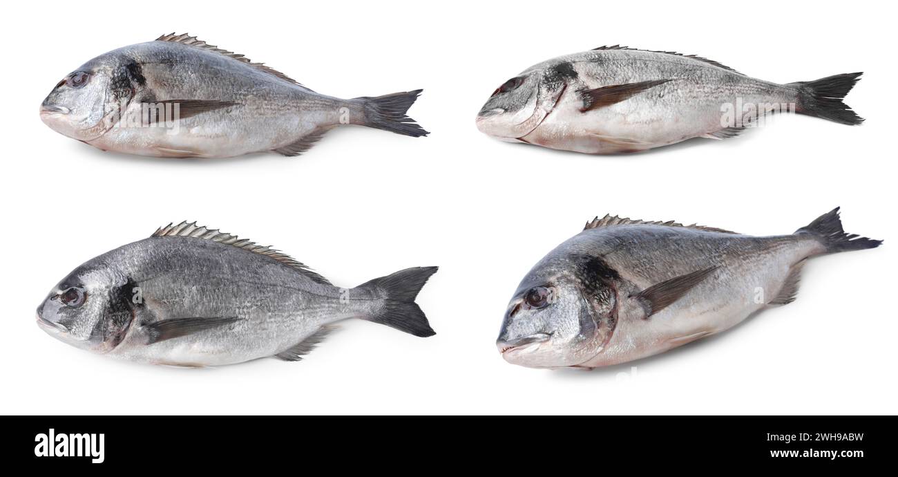 Raw dorada fish isolated on white, set Stock Photo - Alamy