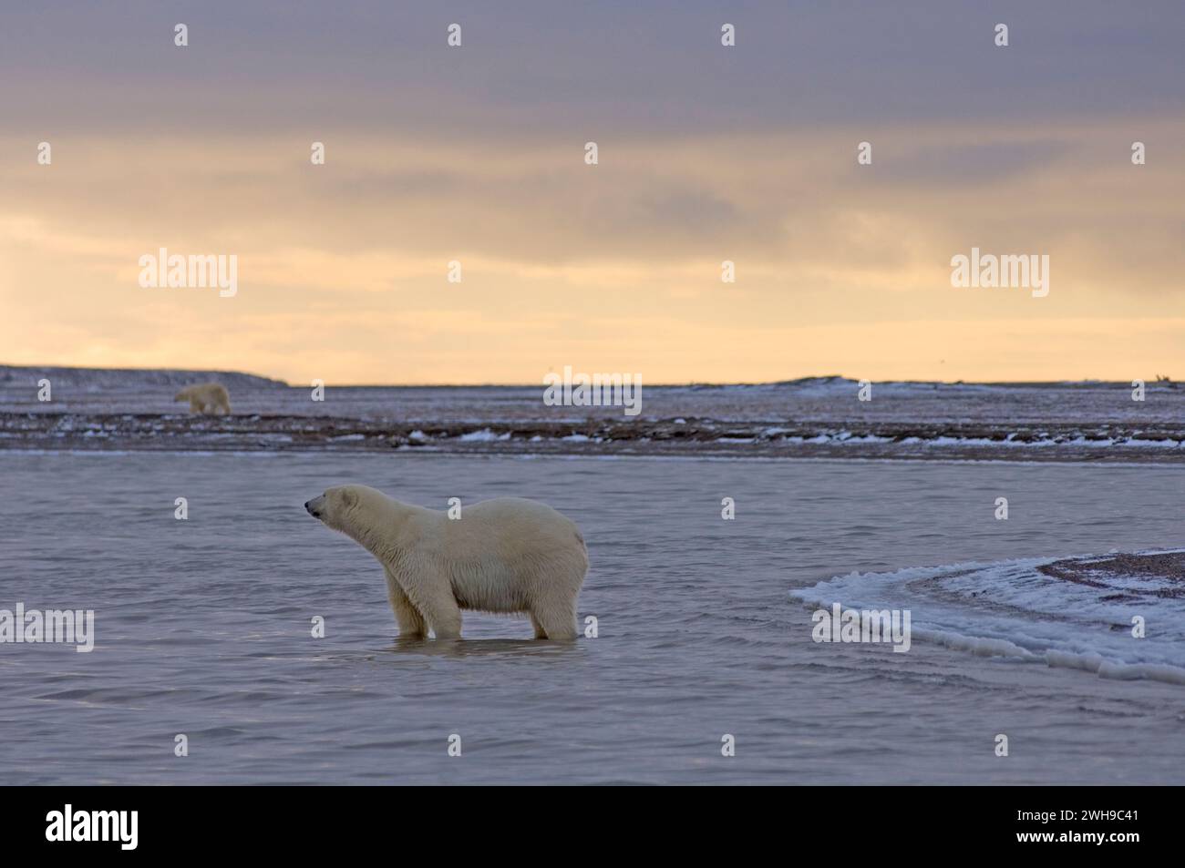 polar bear, Ursus maritimus, sow in a lagoon along a barrier island on ...