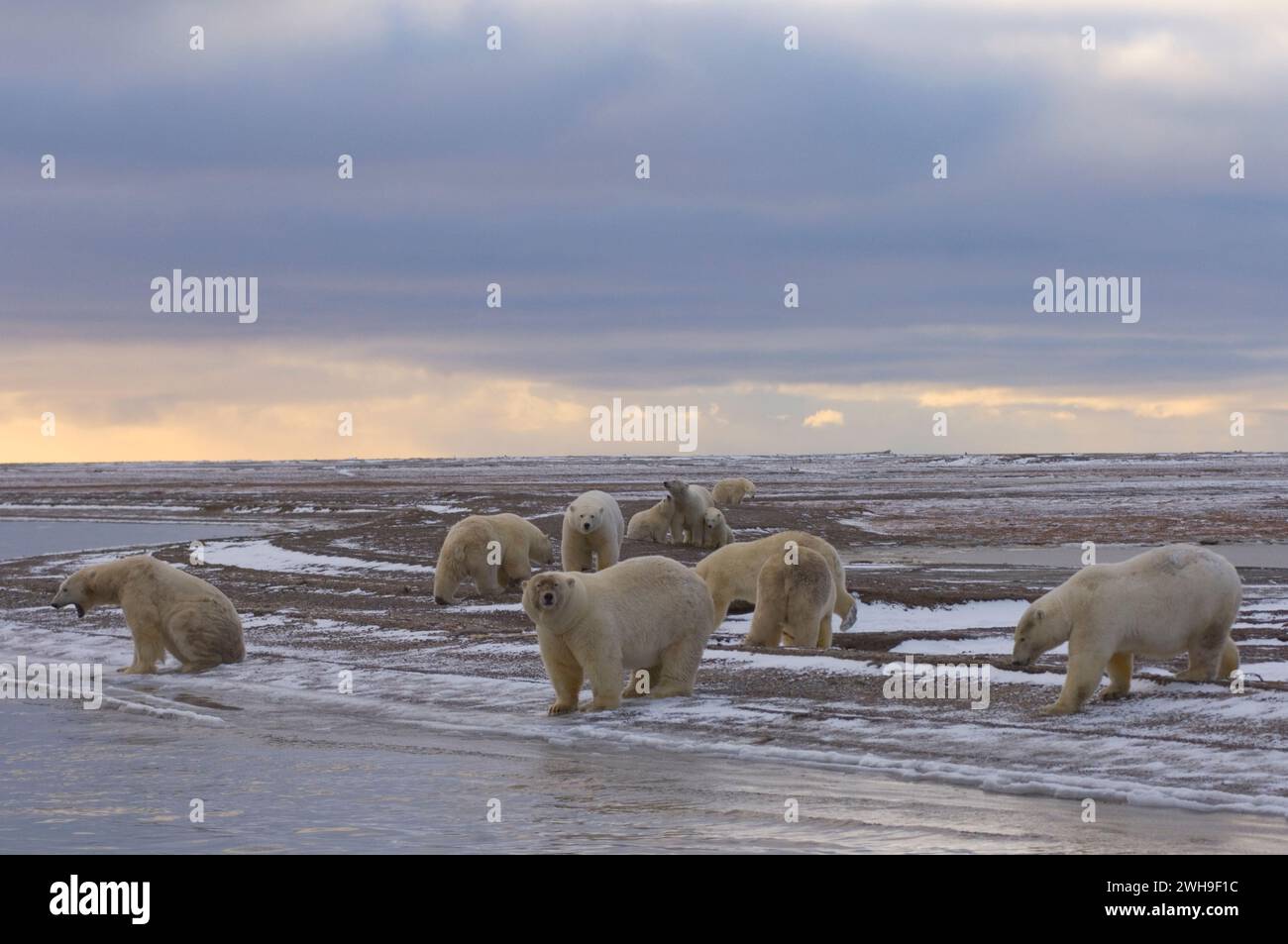 Grizzly–polar bear hybrid with polar bears Ursus maritimus sows cubs ...