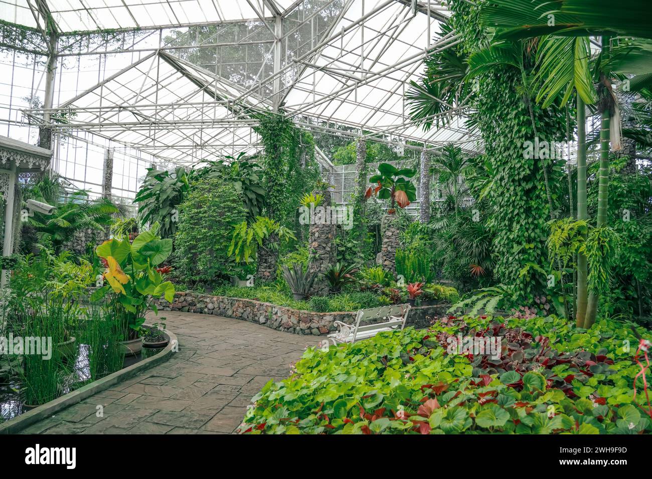 Tropical nature greenhouse, botanical garden. Araceae, philodendrons ...